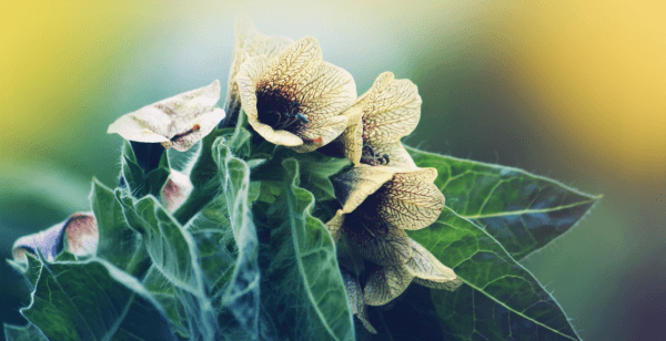 Bunika - OPREZ - Otrovna biljka koje može uzrokovati smrt!