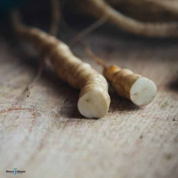 Divlja mrkva! Sve što trebate znati o divljoj mrkvi i njezinoj ...