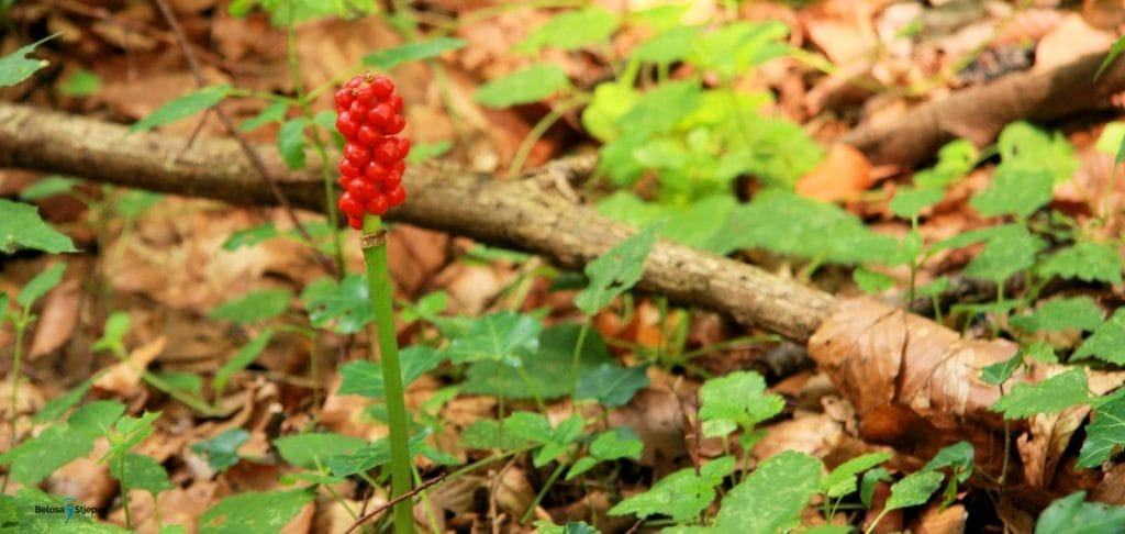 Kozlac biljka, nuspojave i iskustva! OPREZ! Izrazito otrovna biljka!